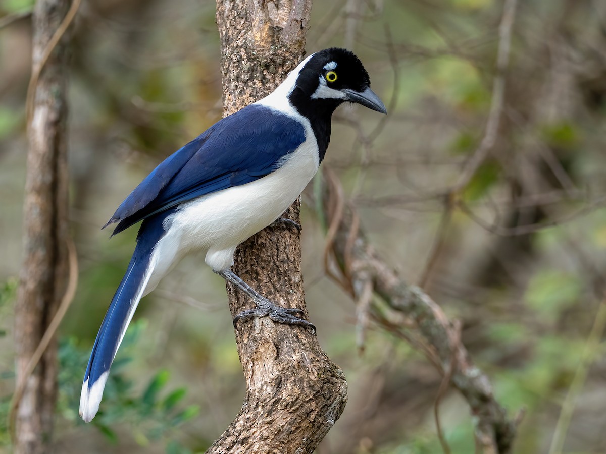 White-tailed Jay - Cyanocorax mystacalis - Birds of the World