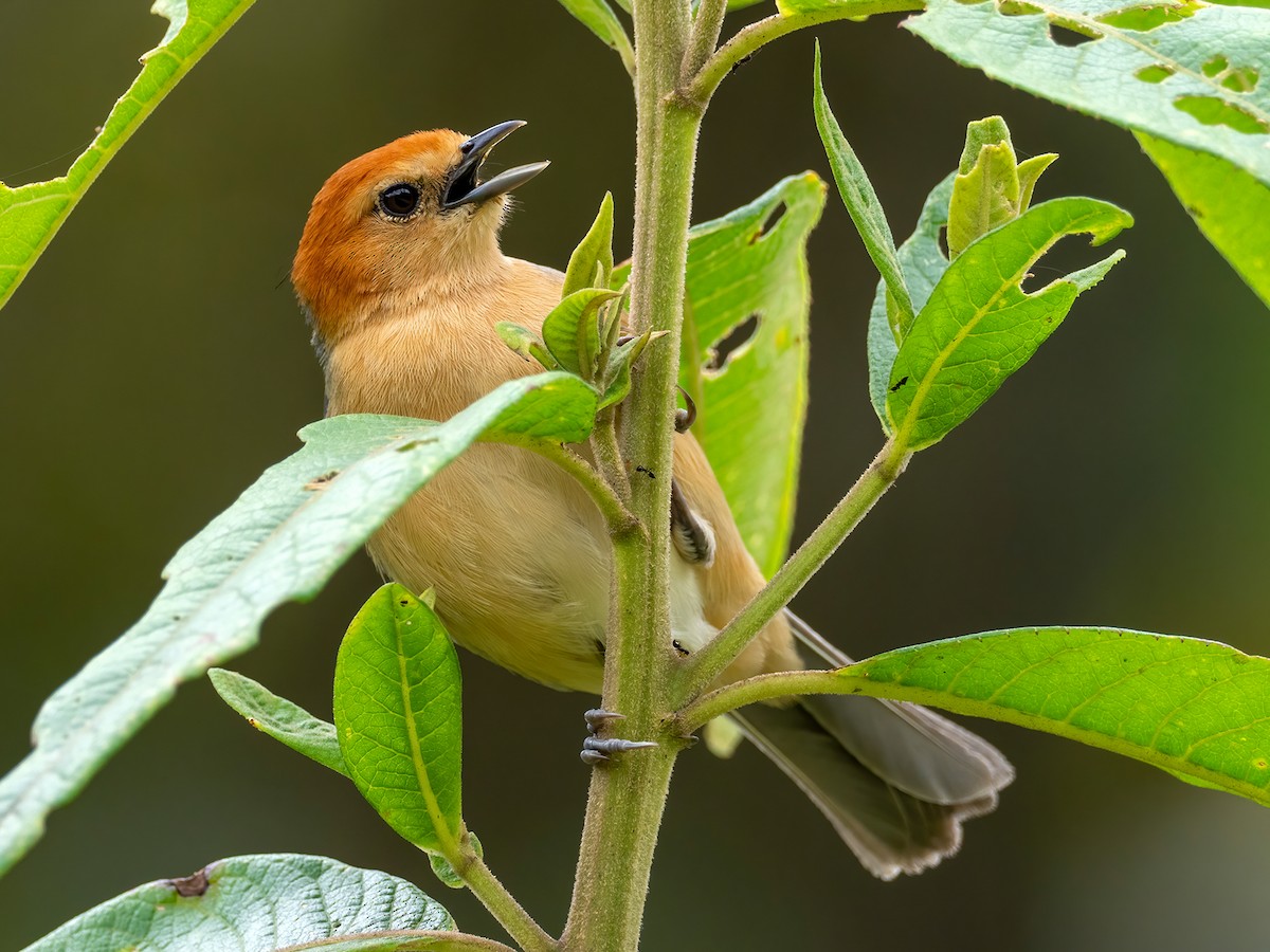 Buff-bellied Tanager - Thlypopsis inornata - Birds of the World