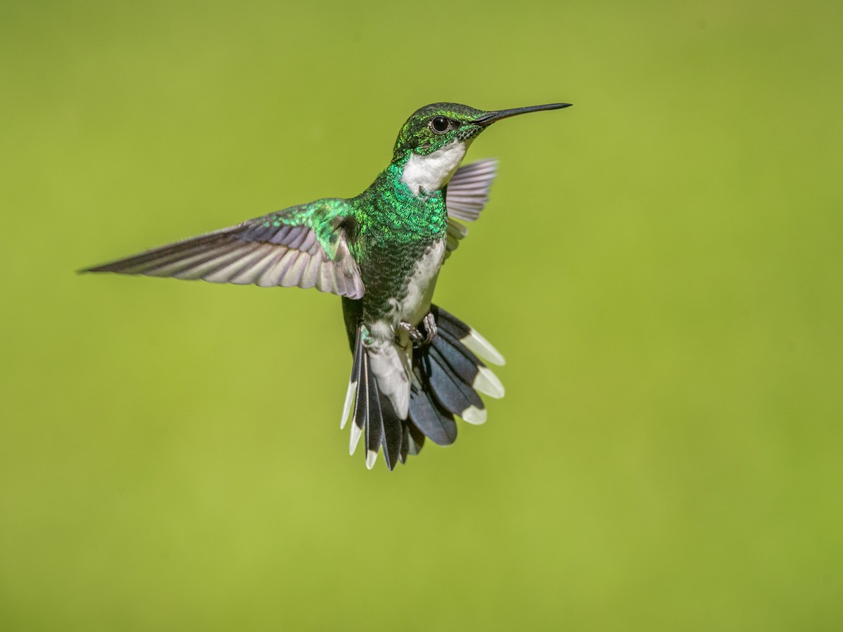 White-throated Hummingbird - Leucochloris albicollis - Birds of the World