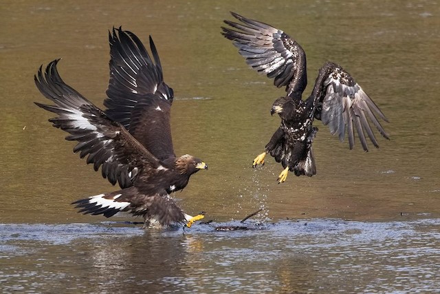 Golden Eagle Hunting Fish