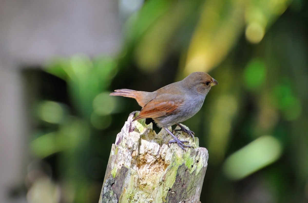 eBird Checklist - 7 Dec 2021 - Gros Piton Nature Trail - 10 species