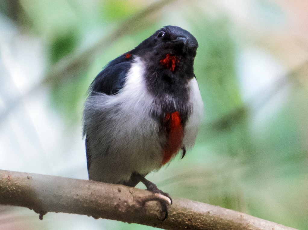 Scarlet-collared Flowerpecker - eBird
