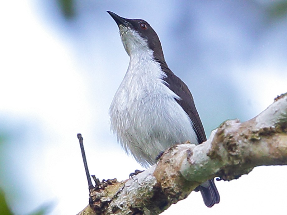 Buzzing Flowerpecker - eBird