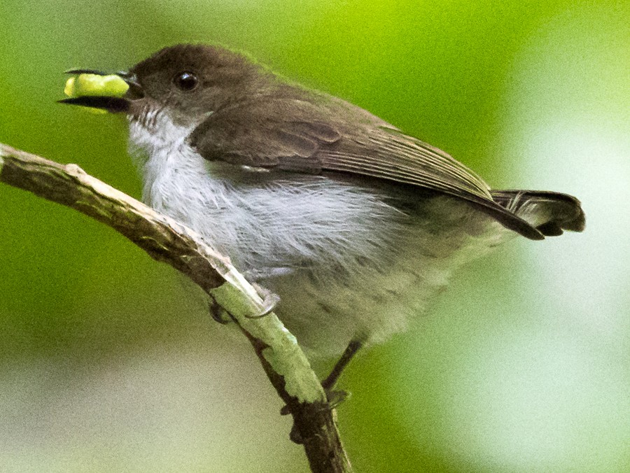 Buzzing Flowerpecker - eBird