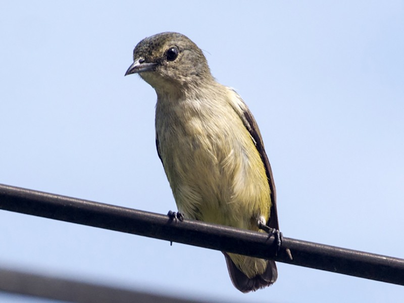 Pygmy Flowerpecker - eBird