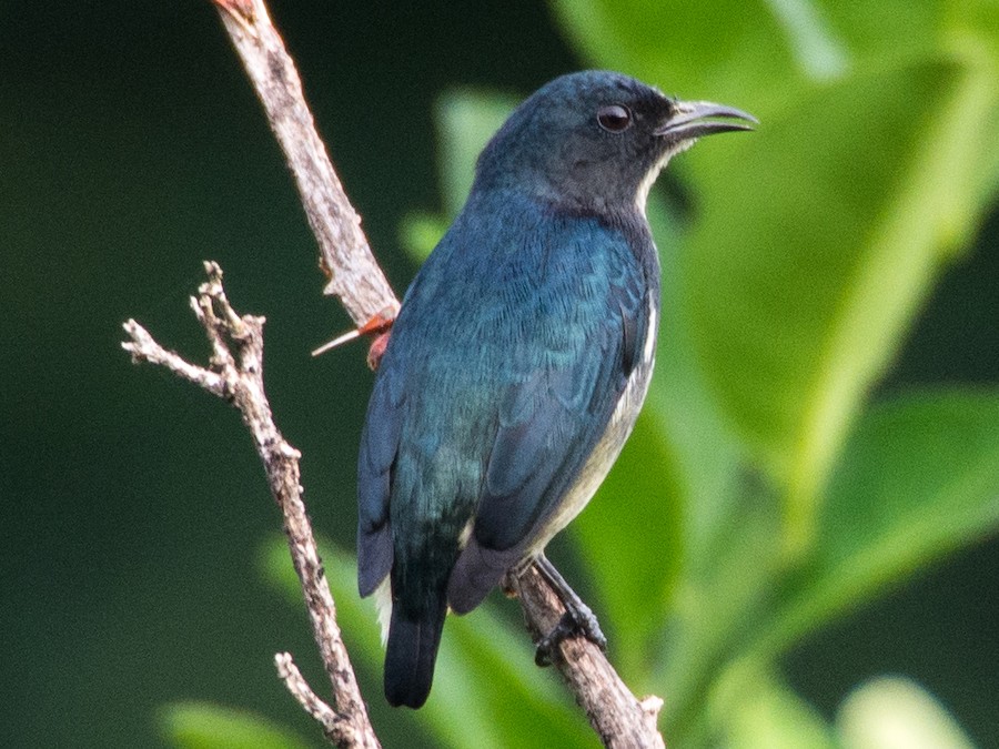 Pygmy Flowerpecker - eBird