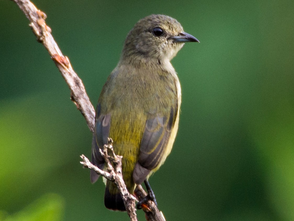 Pygmy Flowerpecker - eBird