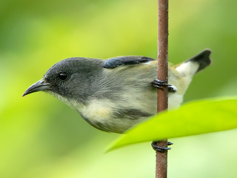 Pygmy Flowerpecker - eBird