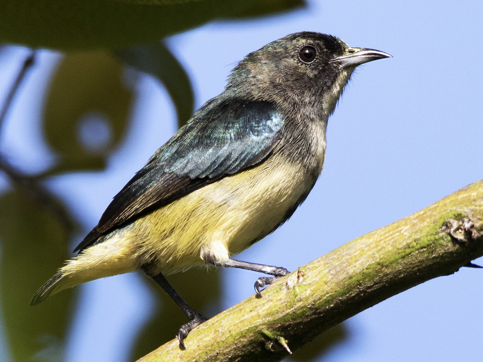 Pygmy Flowerpecker - eBird