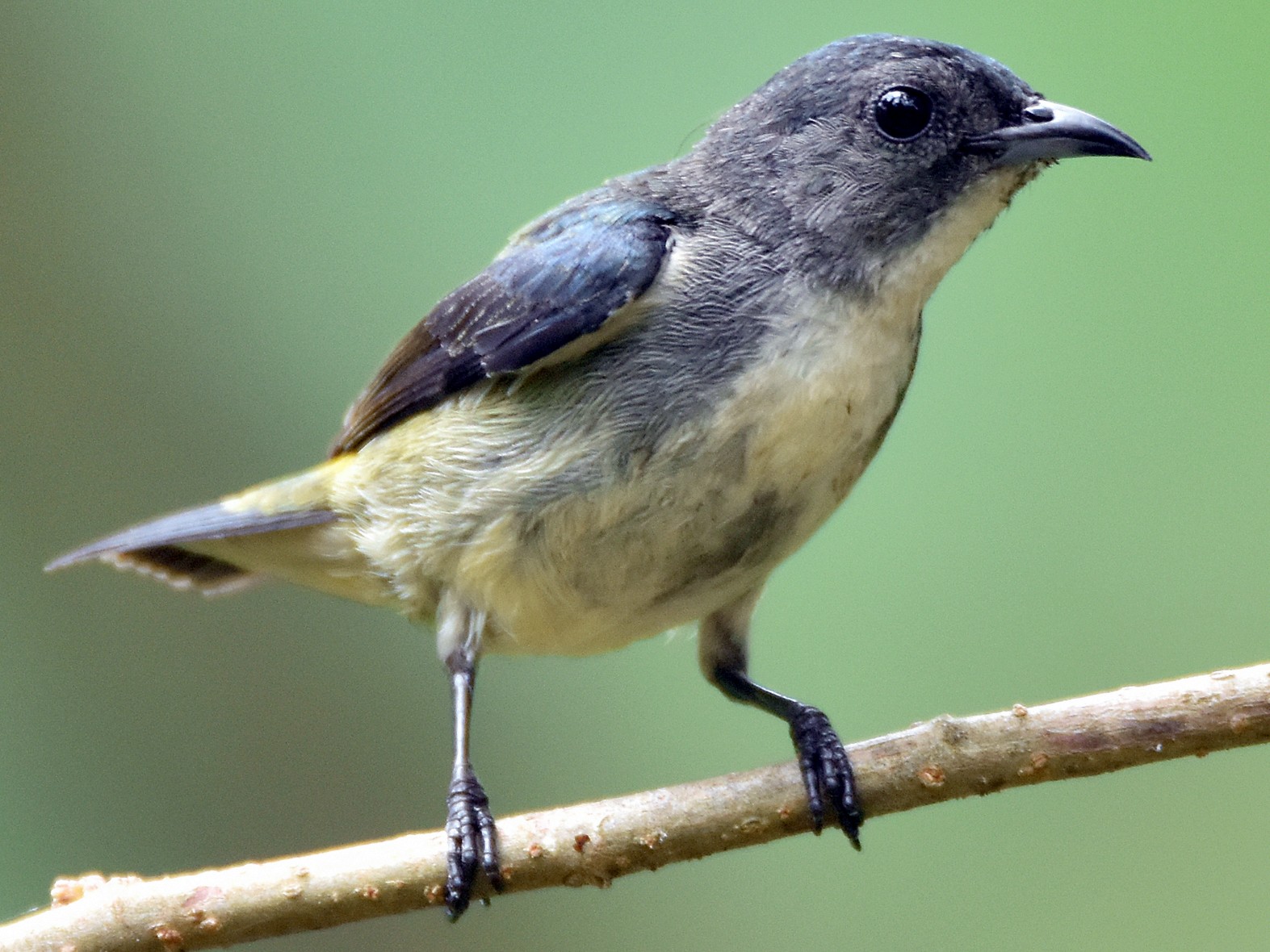 Pygmy Flowerpecker - eBird