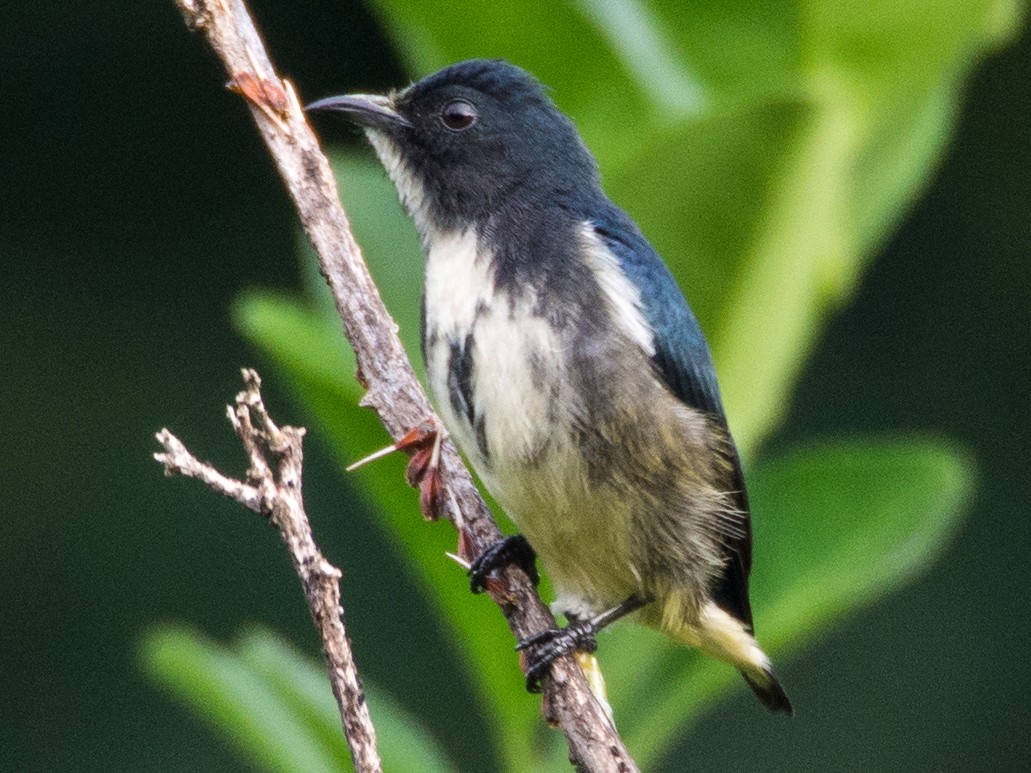 Pygmy Flowerpecker - eBird