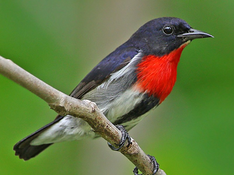 Cabai panggul-kelabu - eBird