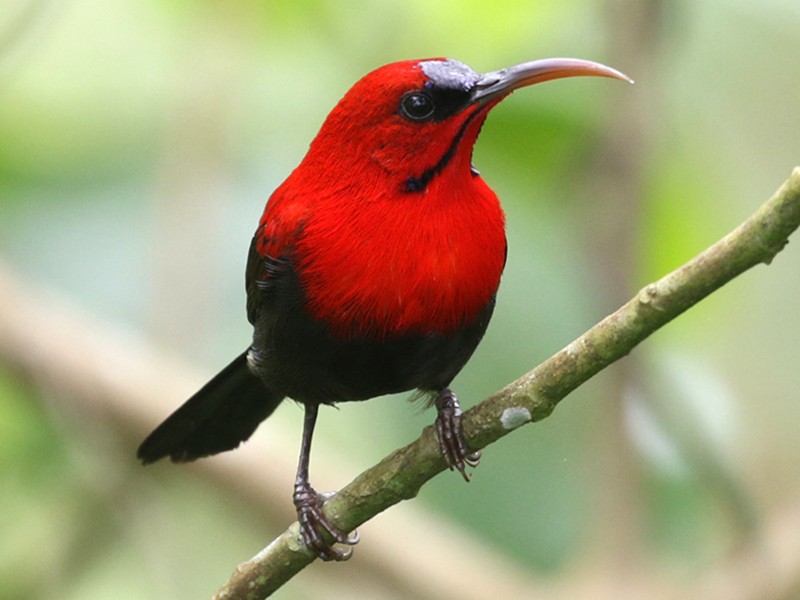 Magnificent Sunbird - eBird