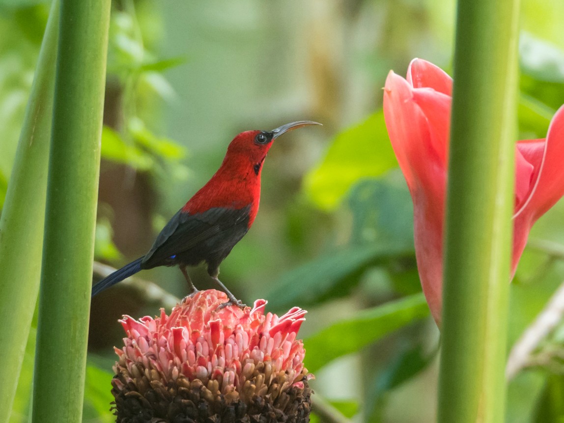 Magnificent Sunbird - eBird