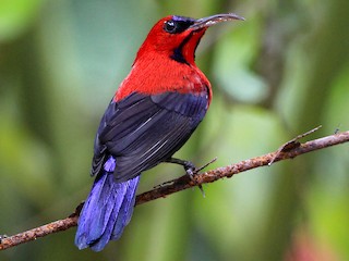 Magnificent Sunbird - eBird