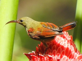 Magnificent Sunbird - eBird