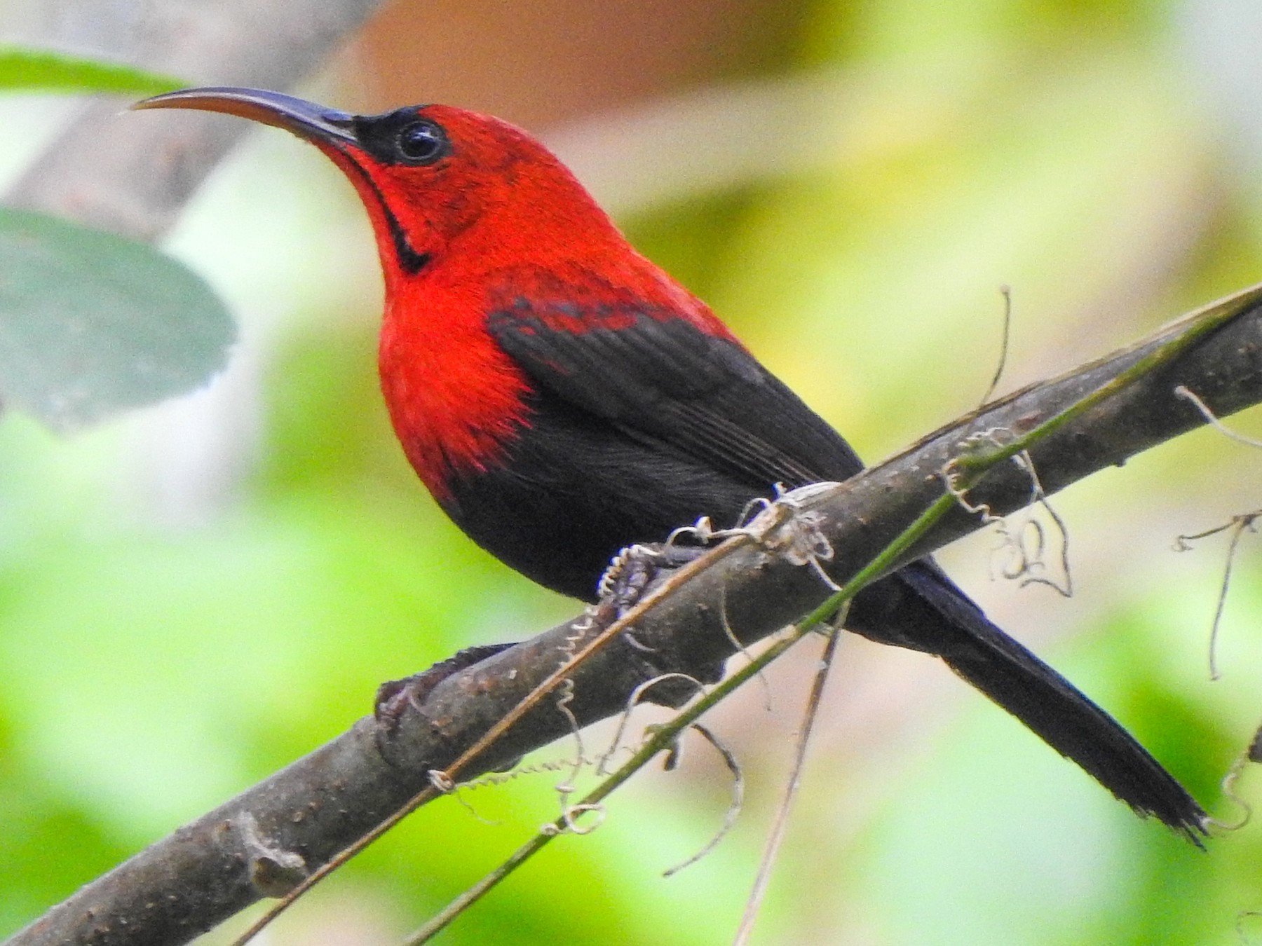 Magnificent Sunbird - eBird