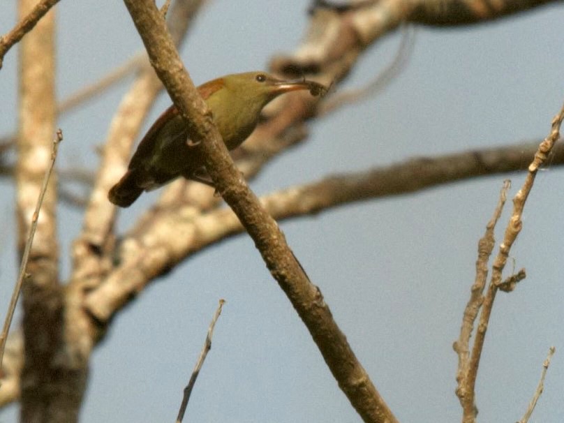 Magnificent Sunbird - eBird
