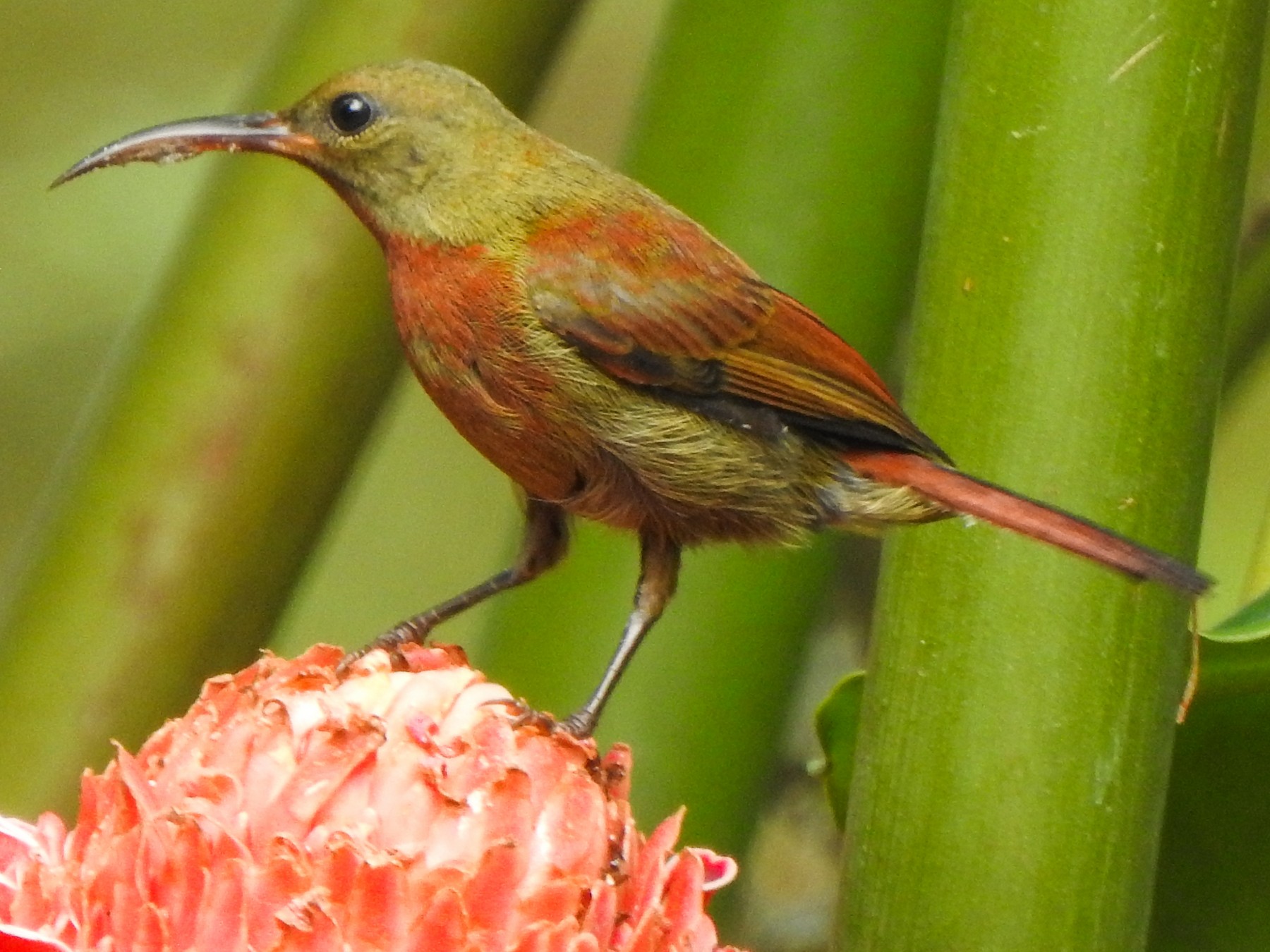 Magnificent Sunbird - eBird