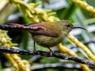 Magnificent Sunbird - eBird
