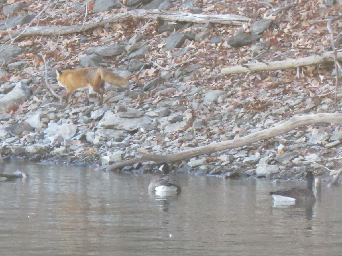 eBird Checklist - 19 Dec 2021 - Springton Reservoir (restricted access ...