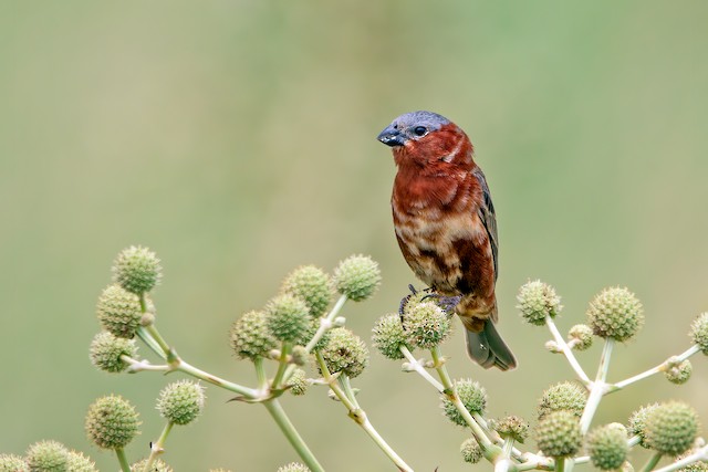News - eBird Oregon