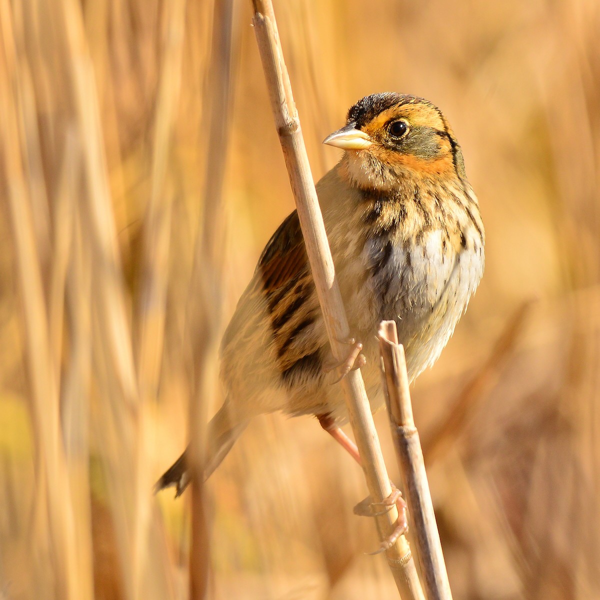 Saltmarsh Sparrow - Ammospiza caudacuta - Media Search - Macaulay ...