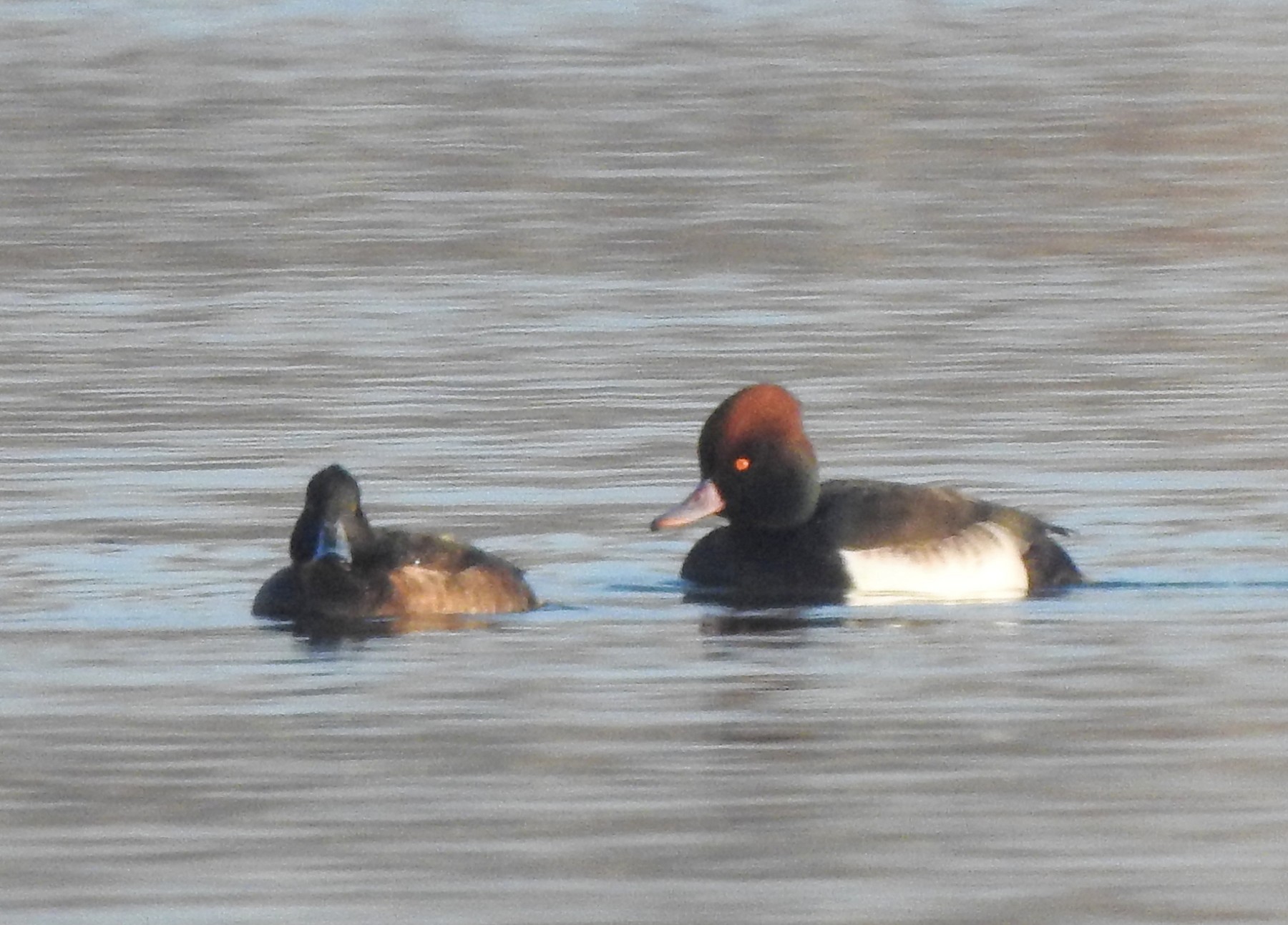 Red-crested Pochard x Tufted Duck (hybrid) - eBird