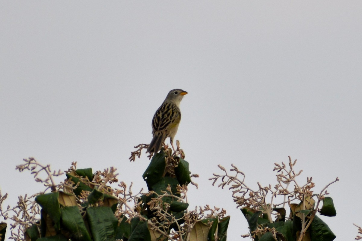 eBird Checklist - 4 Sep 2021 - Exaltacion including road to San Carlos ...