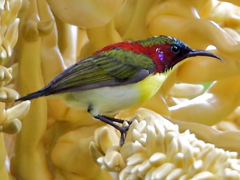 Handsome Sunbird - eBird