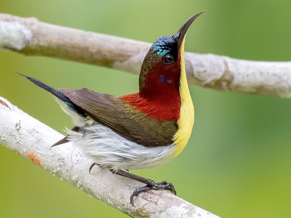 Handsome Sunbird - eBird
