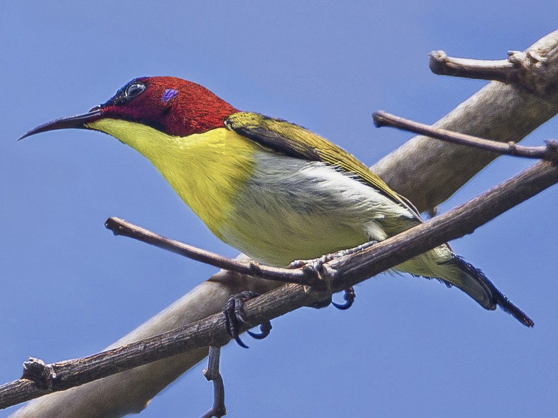 Handsome Sunbird - eBird