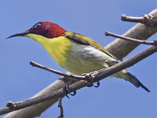 Handsome Sunbird - eBird