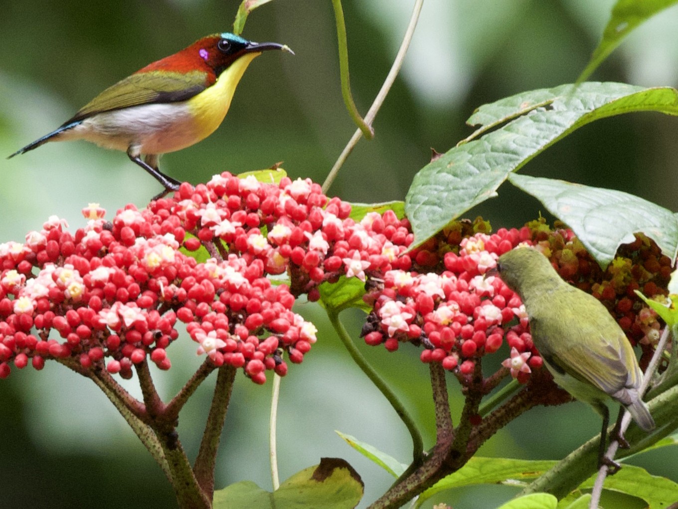 Handsome Sunbird - eBird