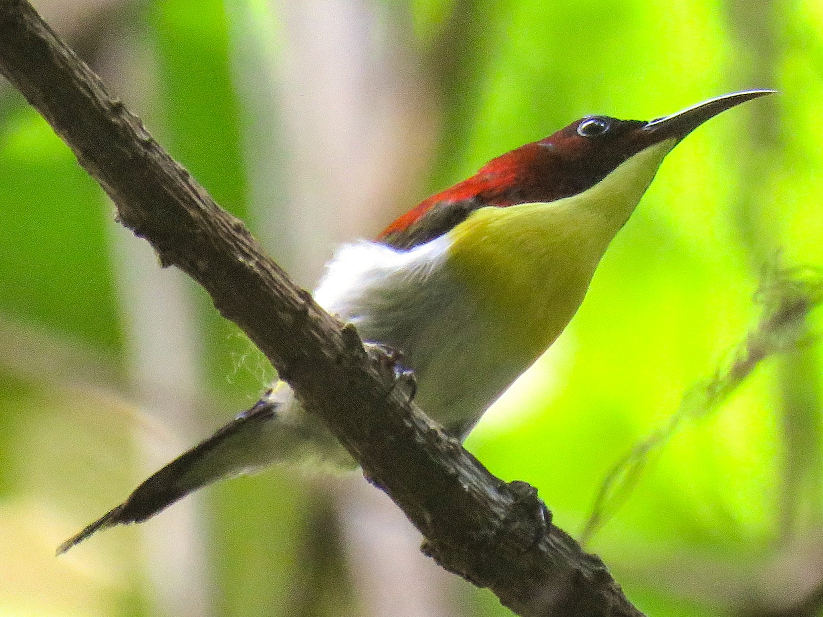 Handsome Sunbird - eBird