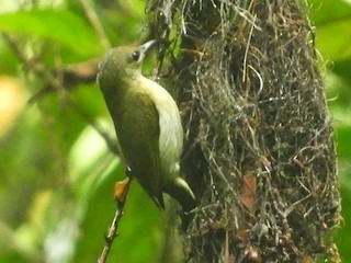 Handsome Sunbird - eBird