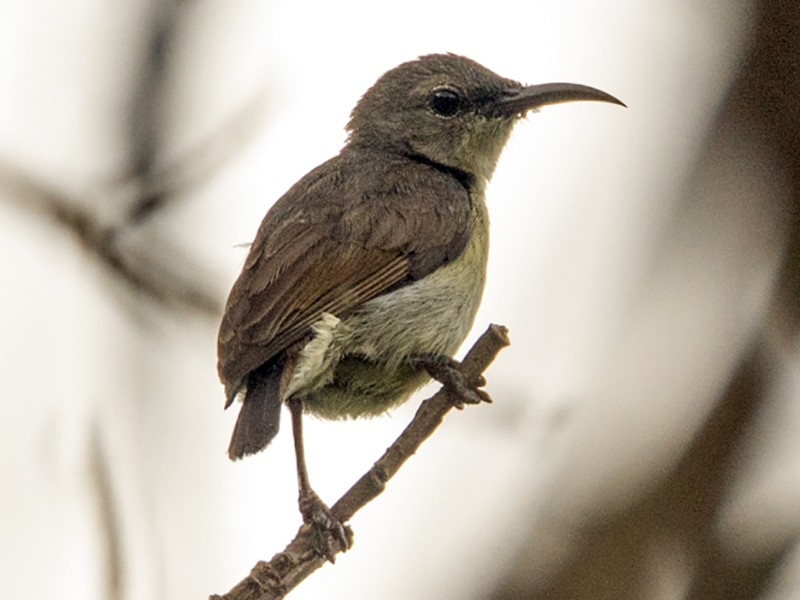 Flaming Sunbird - eBird