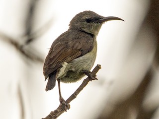 Flaming Sunbird - eBird