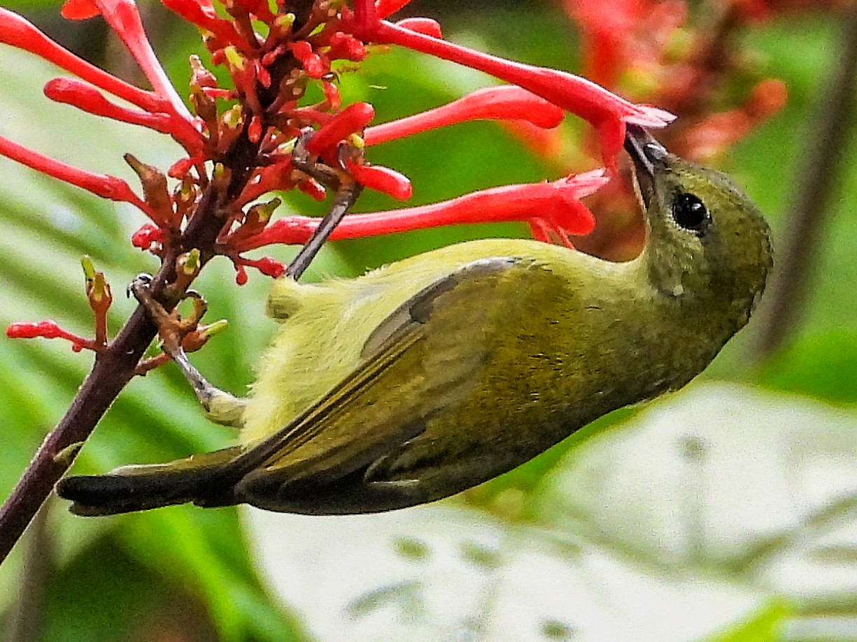 Flaming Sunbird - eBird