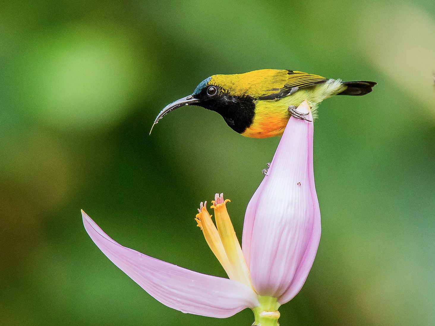 Flaming Sunbird - eBird