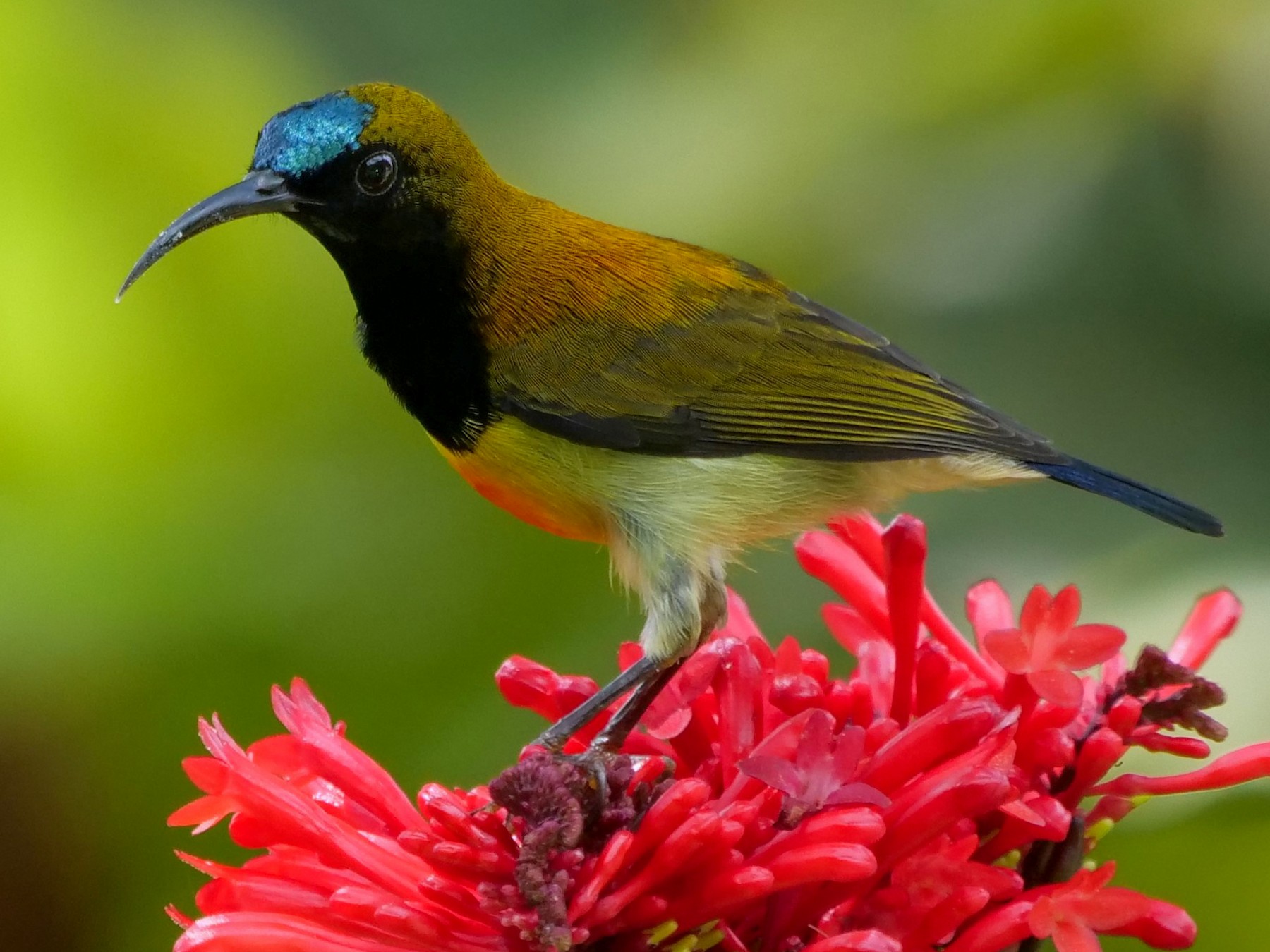 Flaming Sunbird - eBird