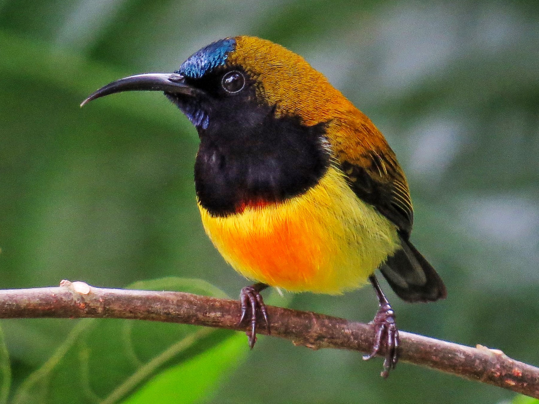 Flaming Sunbird - eBird