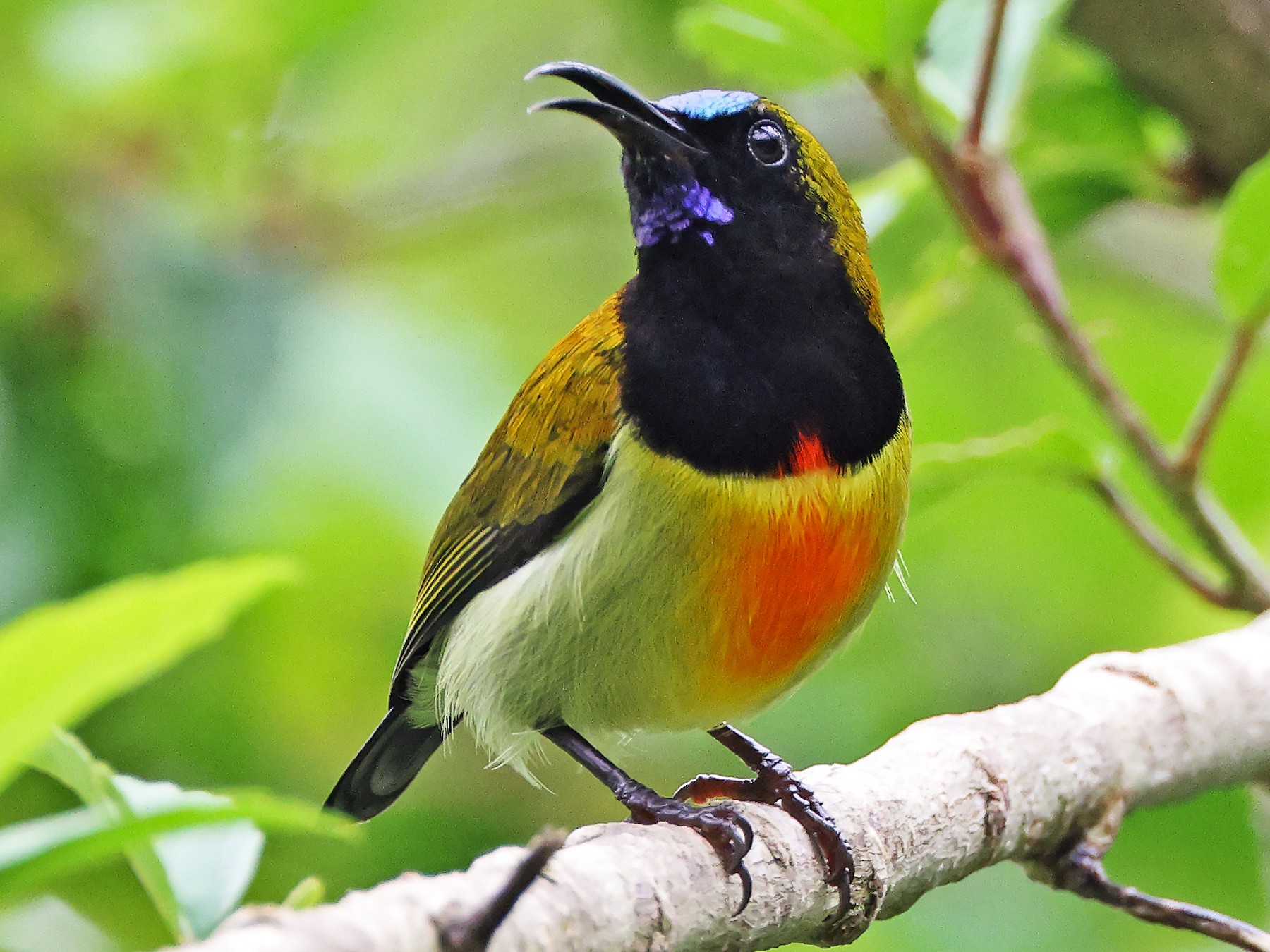 Flaming Sunbird - eBird