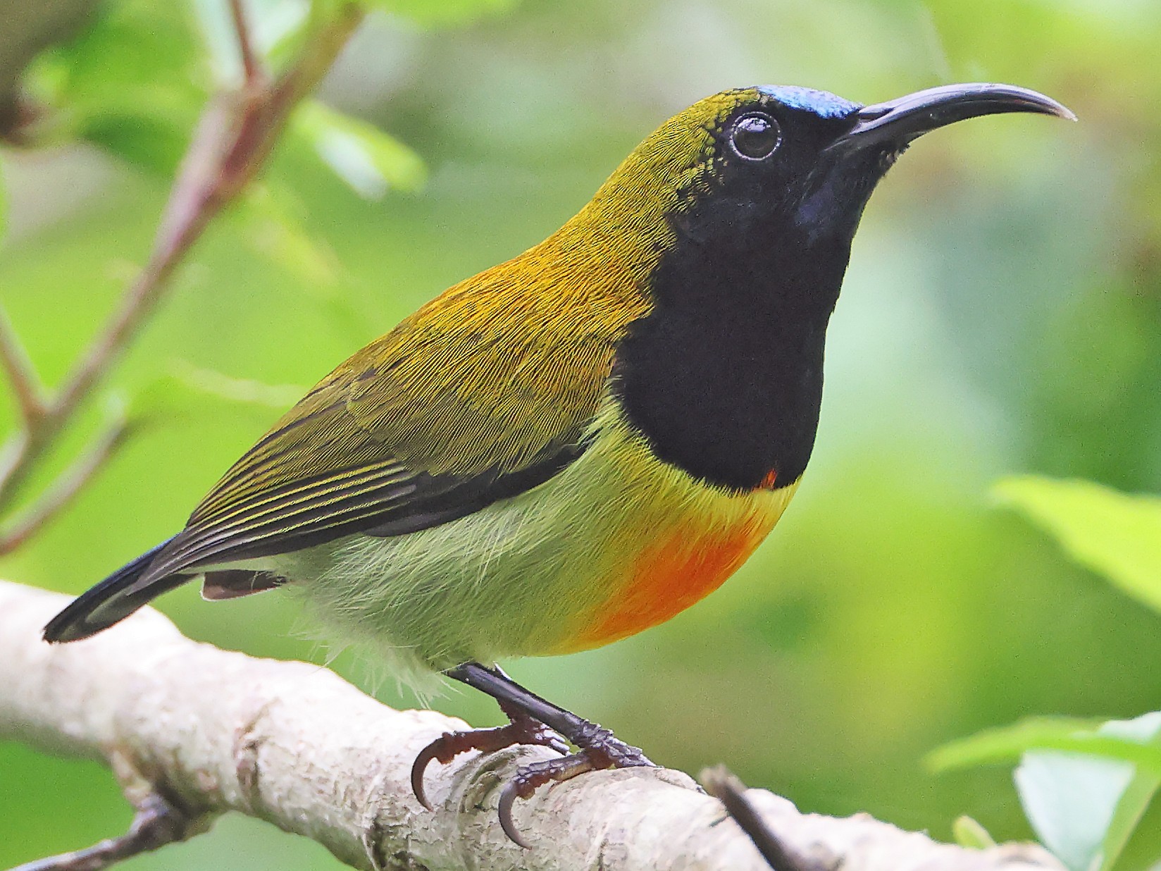 Flaming Sunbird - eBird