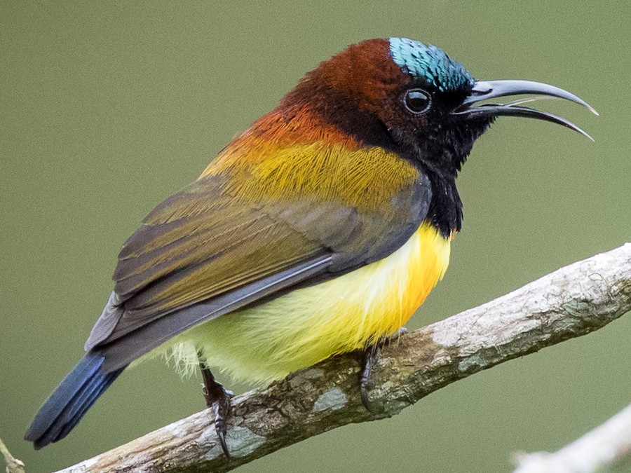 Maroon-naped Sunbird - eBird