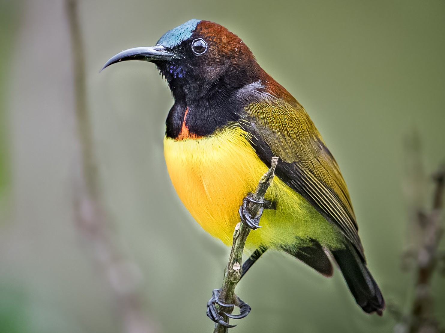 Maroon-naped Sunbird - eBird