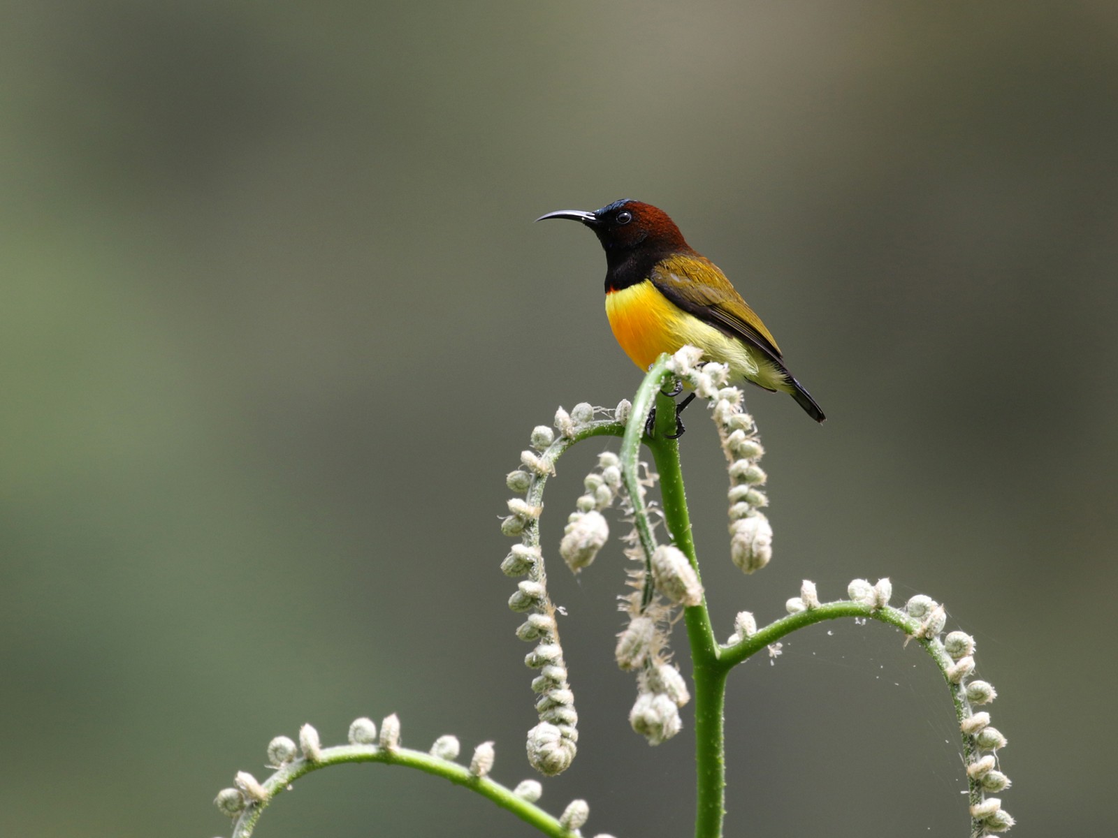 Maroon-naped Sunbird - eBird