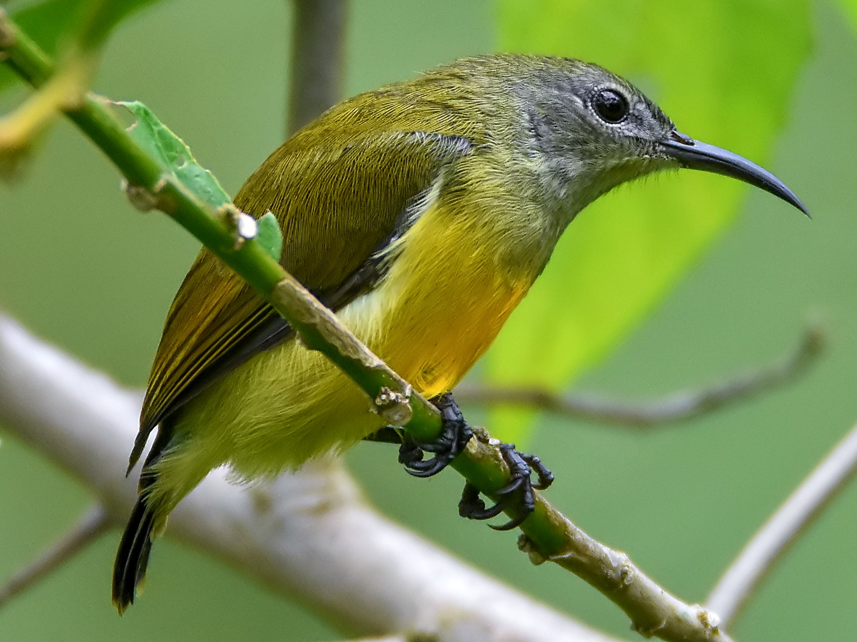 Maroon-naped Sunbird - eBird