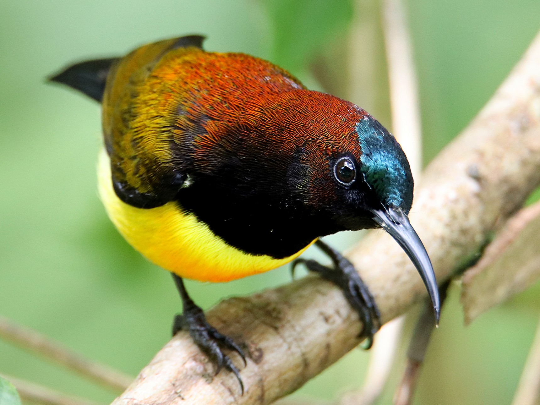 Maroon-naped Sunbird - eBird