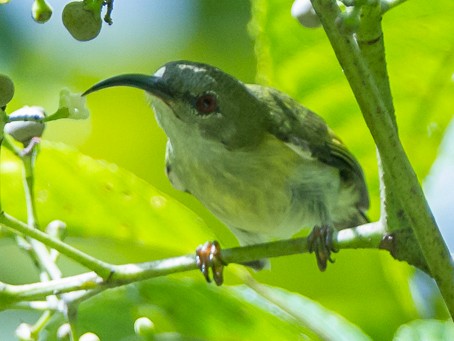 Metallic-winged Sunbird (Southern) - eBird